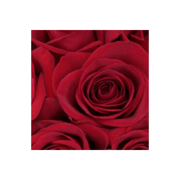 6 Luxury Naomi Roses: Perfect For Valentines & Mothers Day